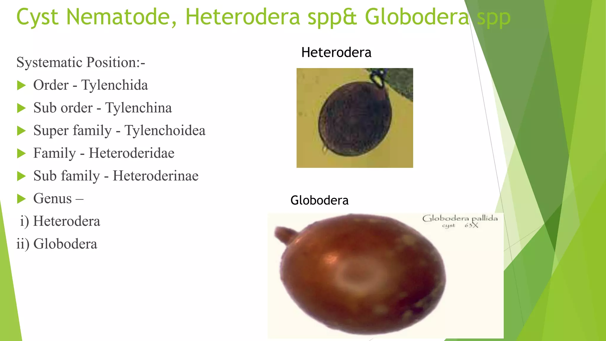 Plant parasitic nematodes economically important Genera. | PPTX