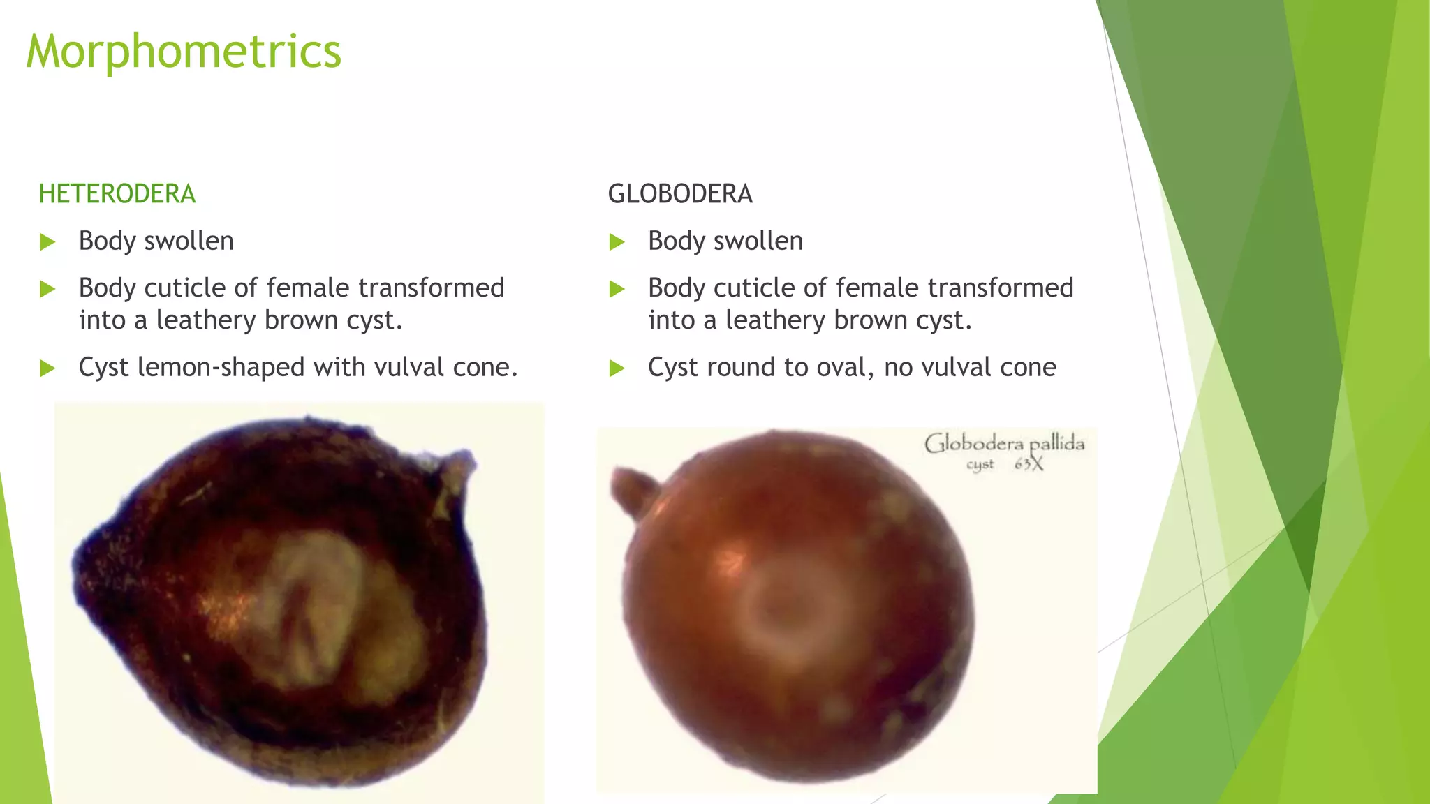 Plant parasitic nematodes economically important Genera. | PPTX