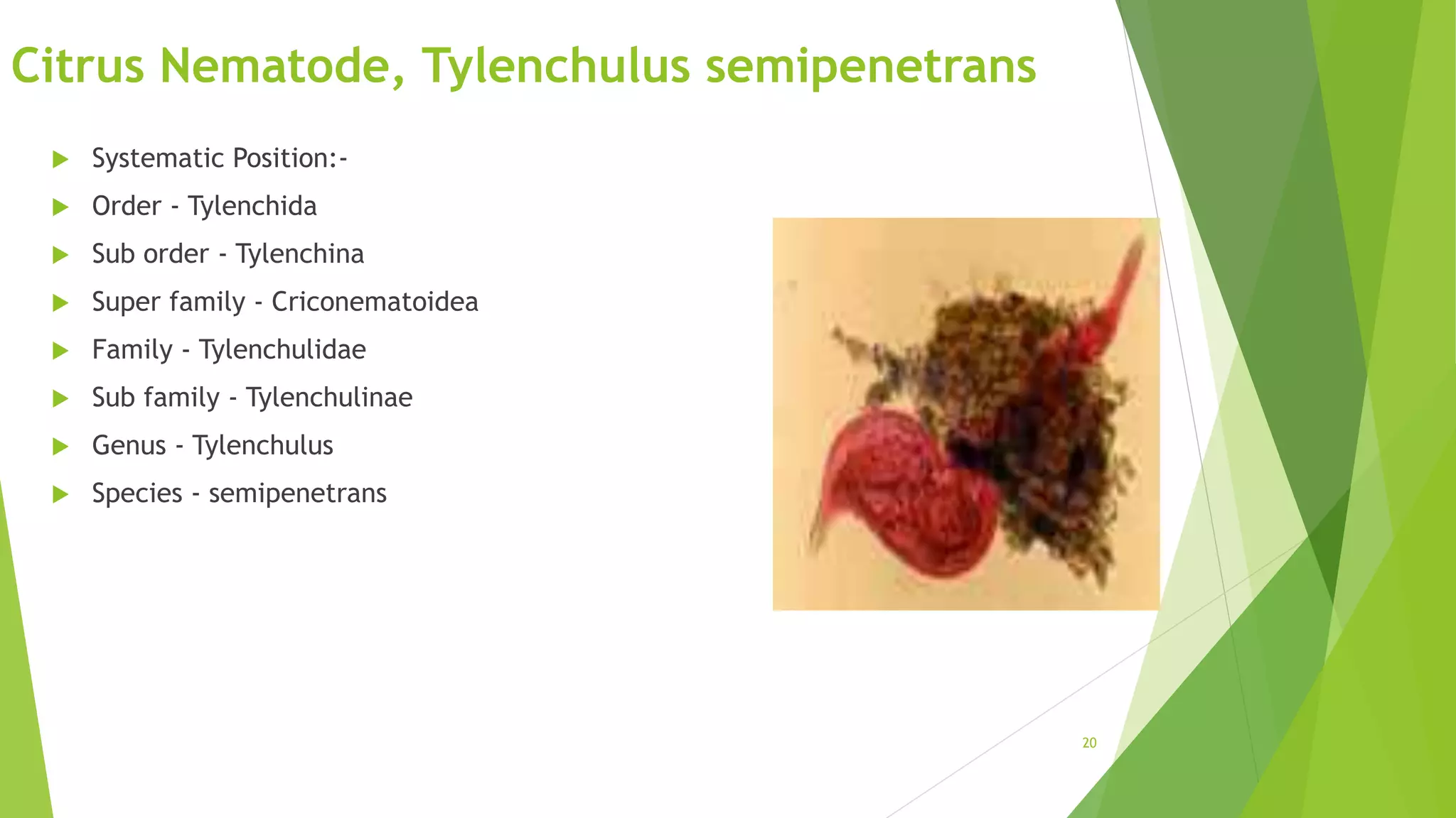 Plant parasitic nematodes economically important Genera. | PPTX