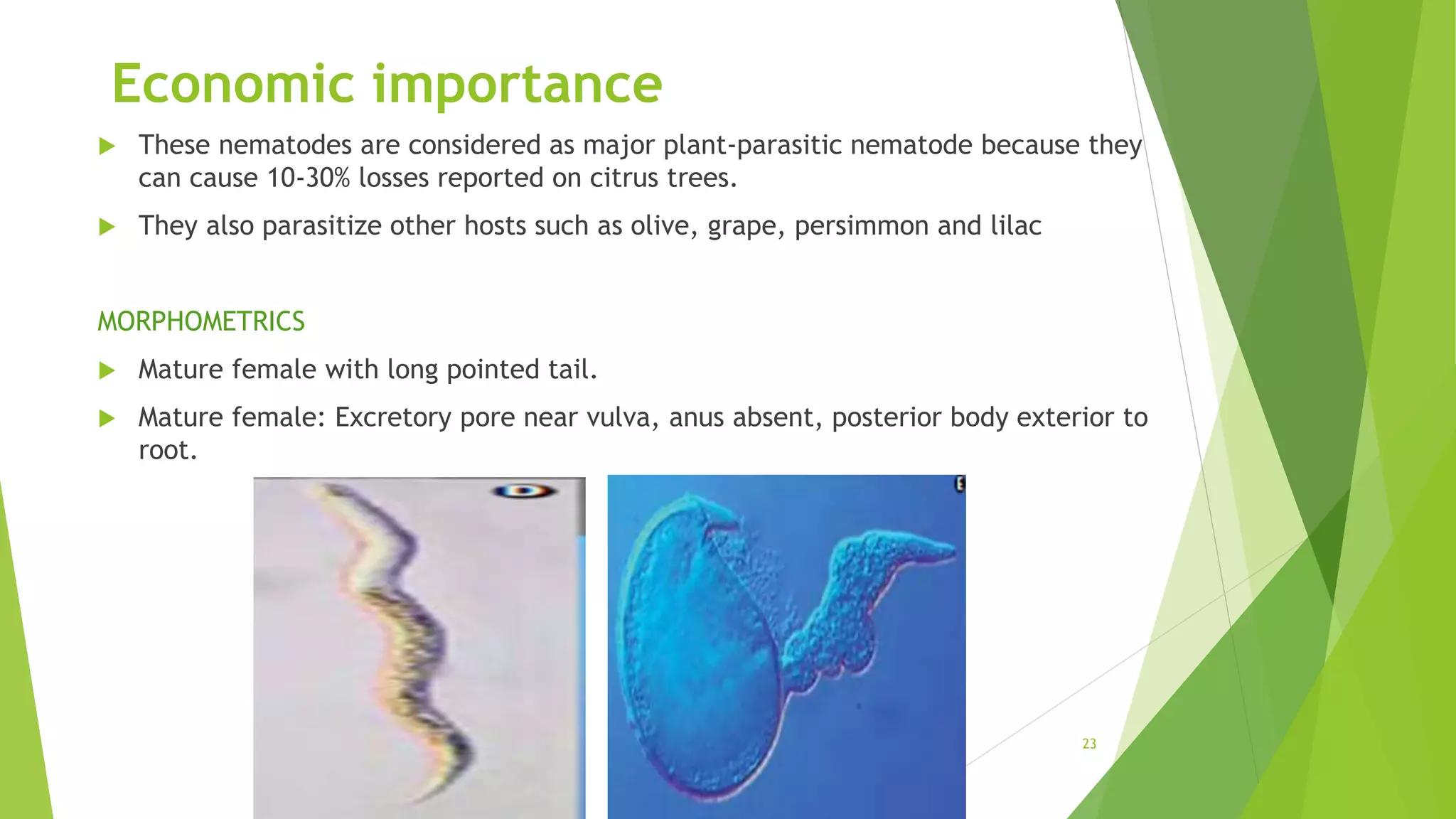 Plant parasitic nematodes economically important Genera. | PPTX