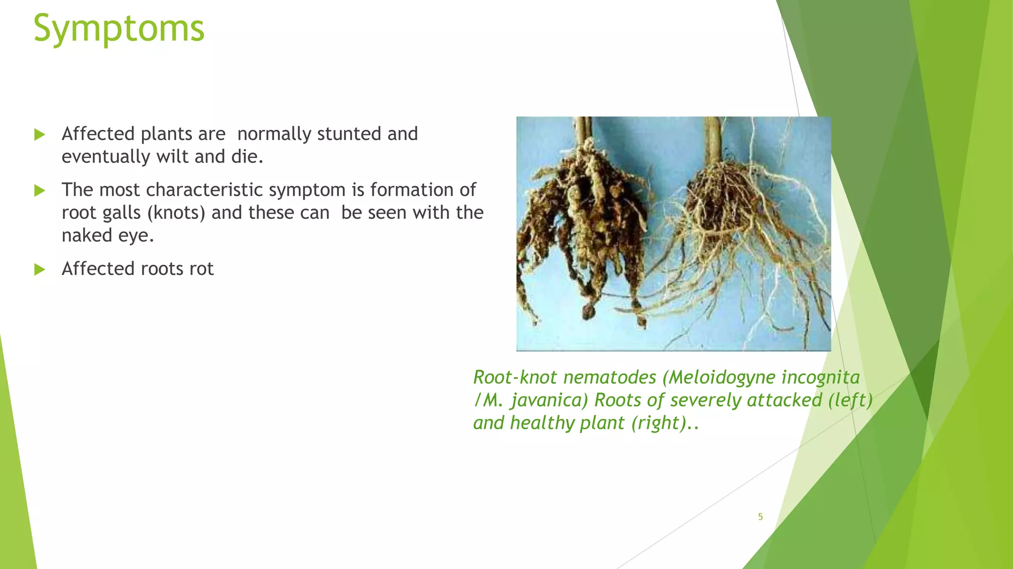 Plant parasitic nematodes economically important Genera. | PPTX