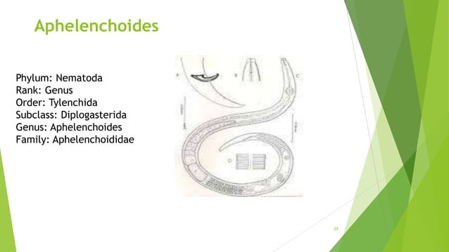 Plant parasitic nematodes economically important Genera. | PPTX