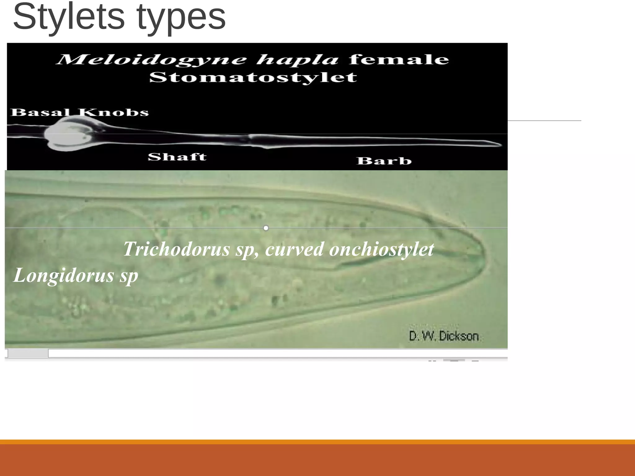 Ppns morphology | PPT