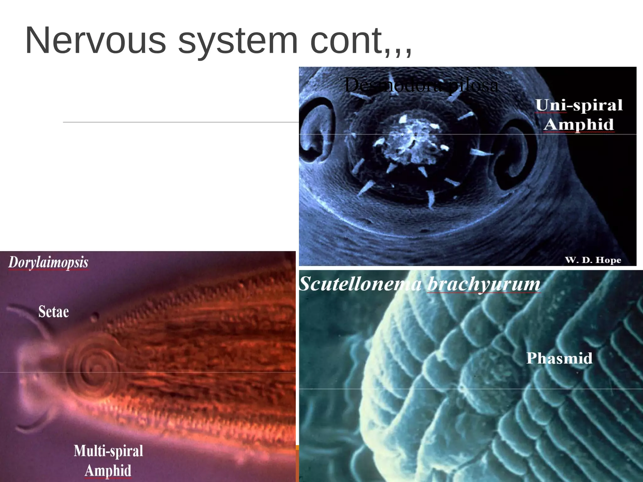 Ppns morphology | PPT