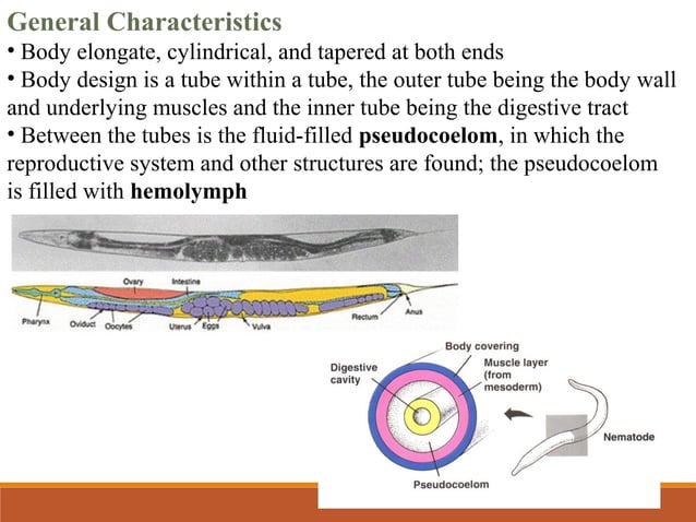 Ppns morphology | PPT
