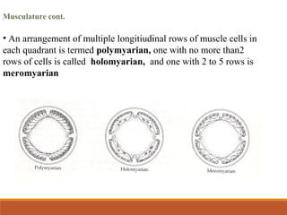 Ppns morphology | PPT
