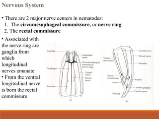 Nematode Nervous System