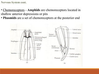 Nematode Nervous System