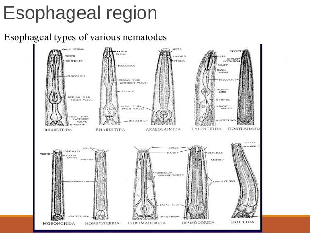 Ppns morphology