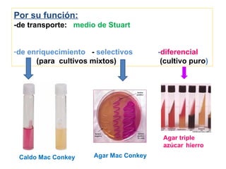 P point medios de cultivo 2013 | PPT