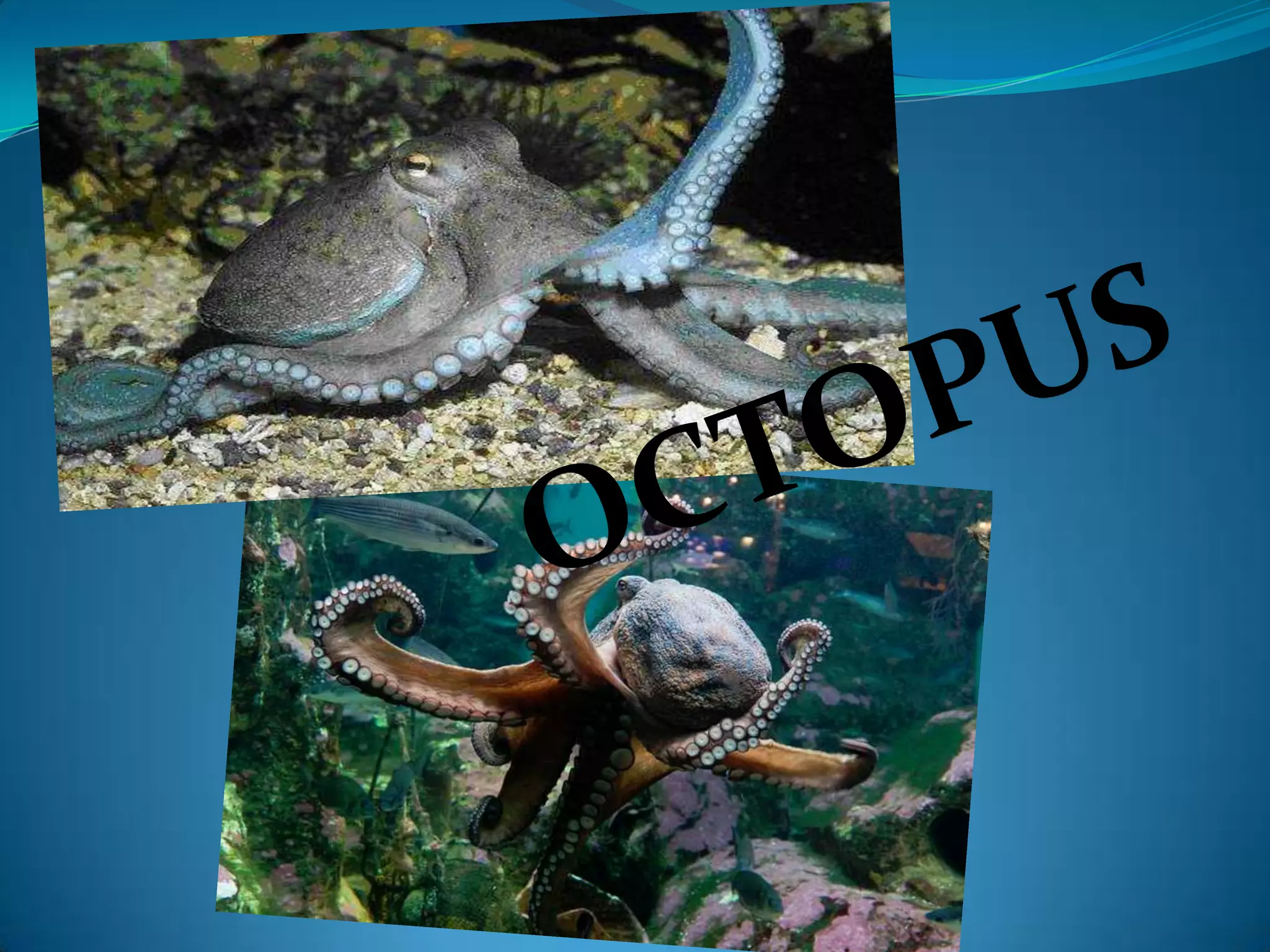 P point octopus | PPT