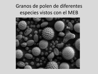 Polinización y Dispersión de las Plantas | PPTX