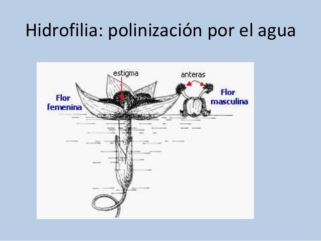 Polinización y Dispersión de las Plantas