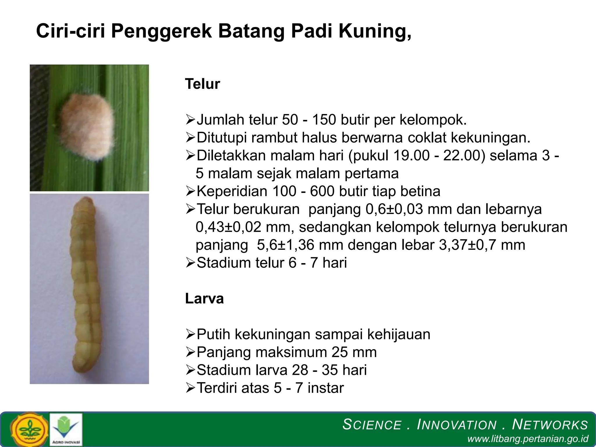 PP Organisme pengganggu tumbuhan pada padi | PPTX