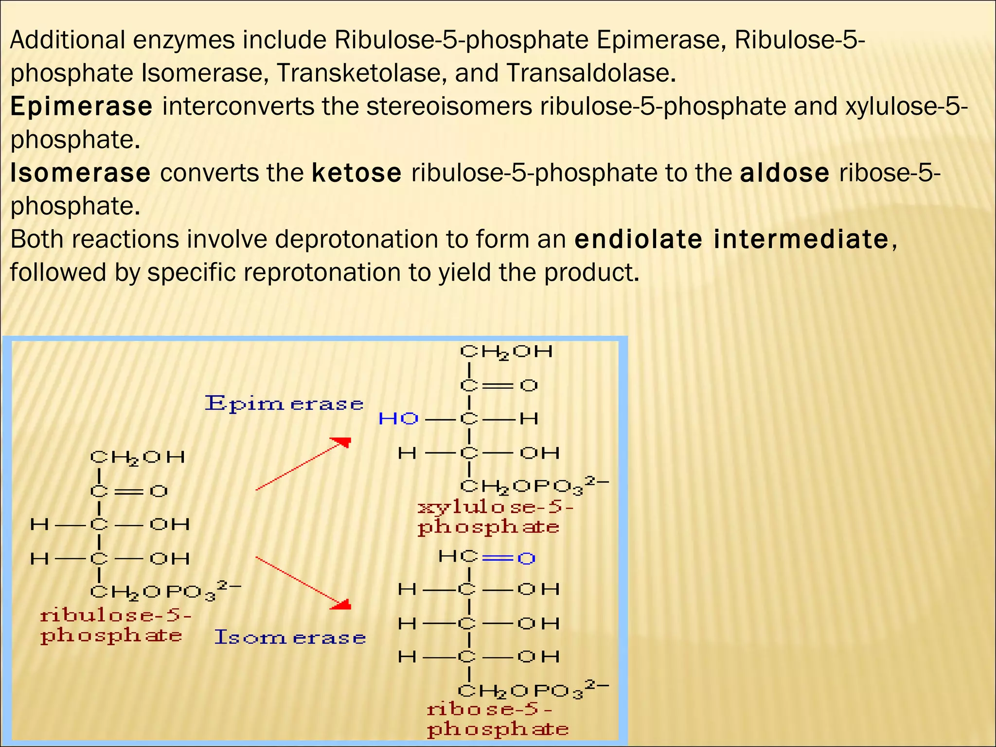 PENTOSE PHOSPHATE PATHWAY | PPT