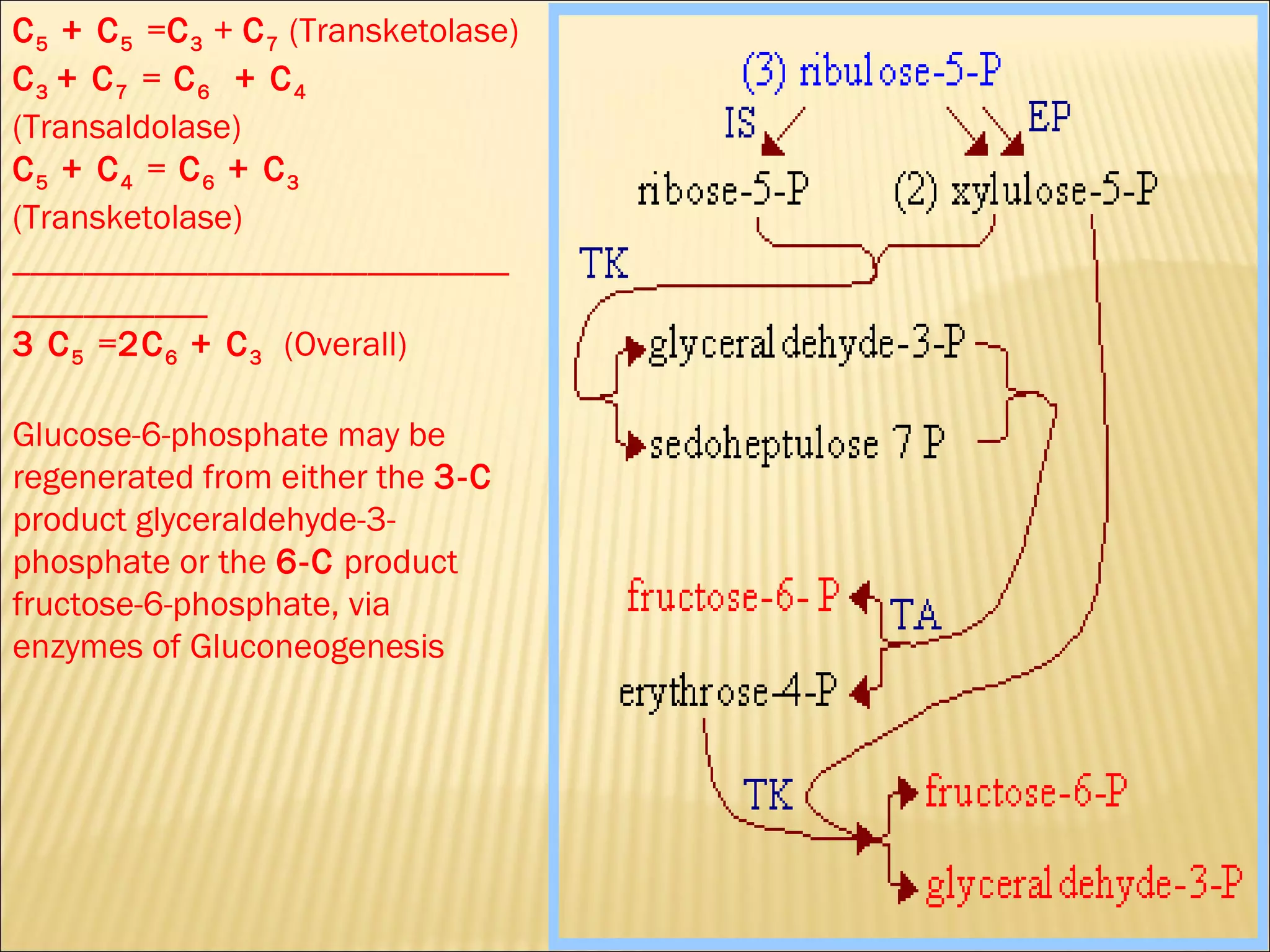 PENTOSE PHOSPHATE PATHWAY | PPT