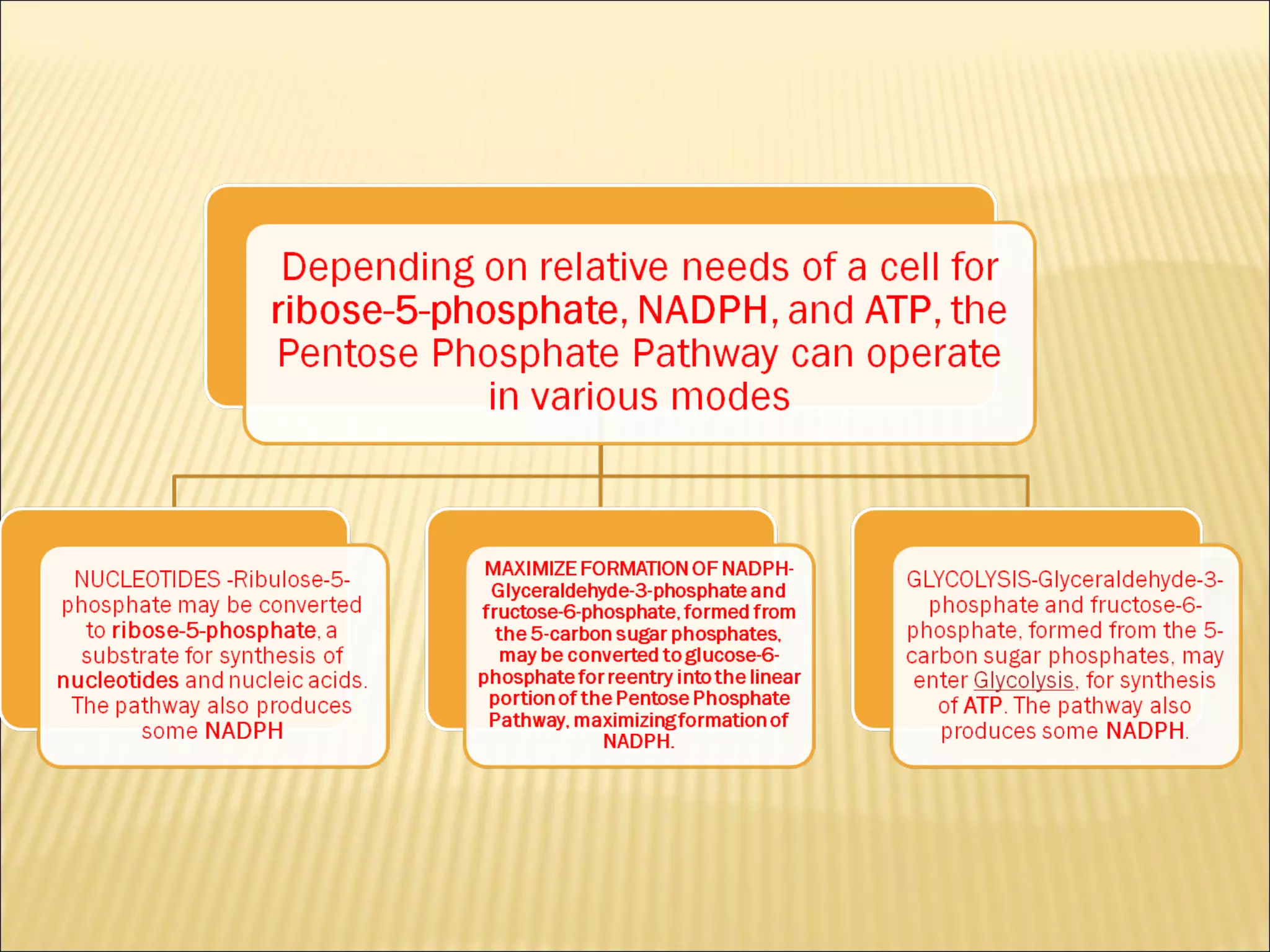 PENTOSE PHOSPHATE PATHWAY | PPT