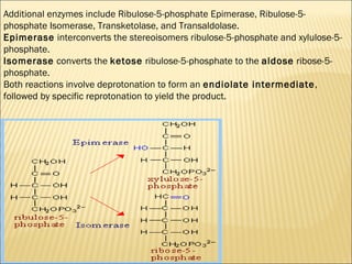 PENTOSE PHOSPHATE PATHWAY | PPT