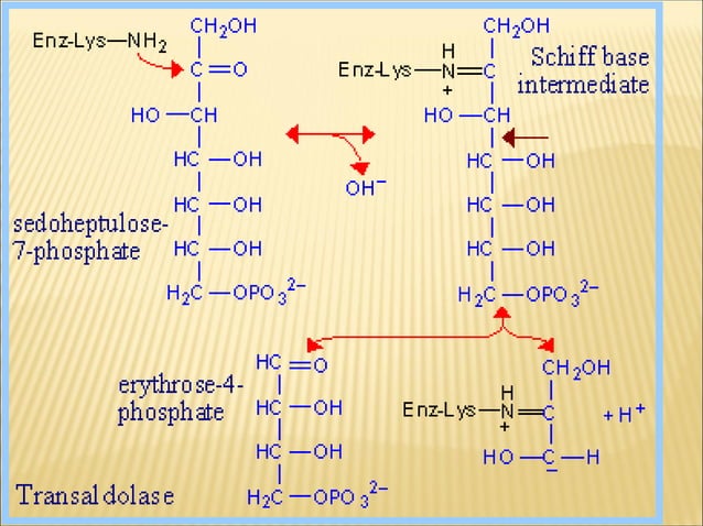 PENTOSE PHOSPHATE PATHWAY | PPT | Endocrine and Metabolic Diseases ...