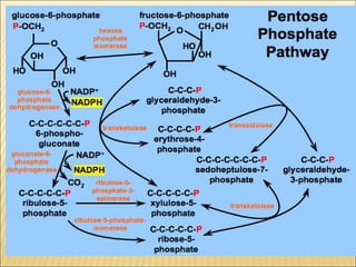 PENTOSE PHOSPHATE PATHWAY | PPT