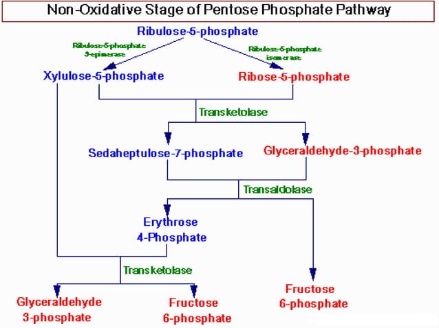 PENTOSE PHOSPHATE PATHWAY | PPT | Endocrine and Metabolic Diseases ...