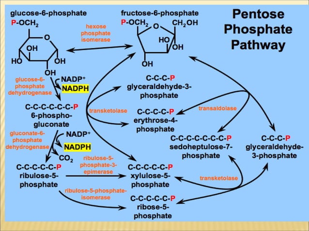 PENTOSE PHOSPHATE PATHWAY
