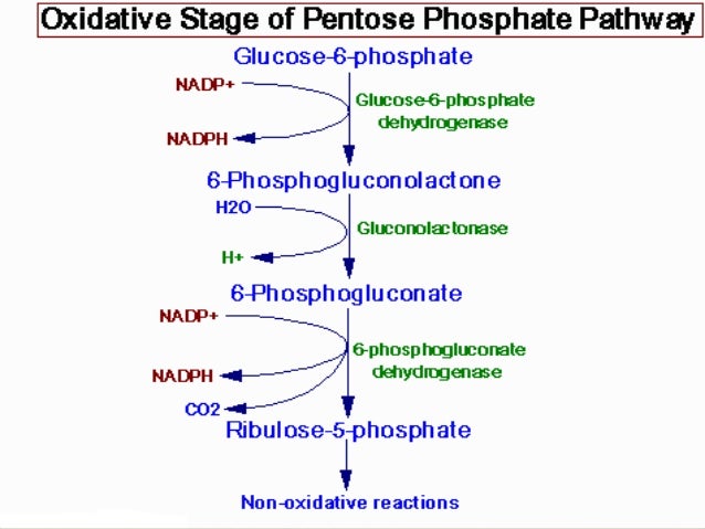 PENTOSE PHOSPHATE PATHWAY