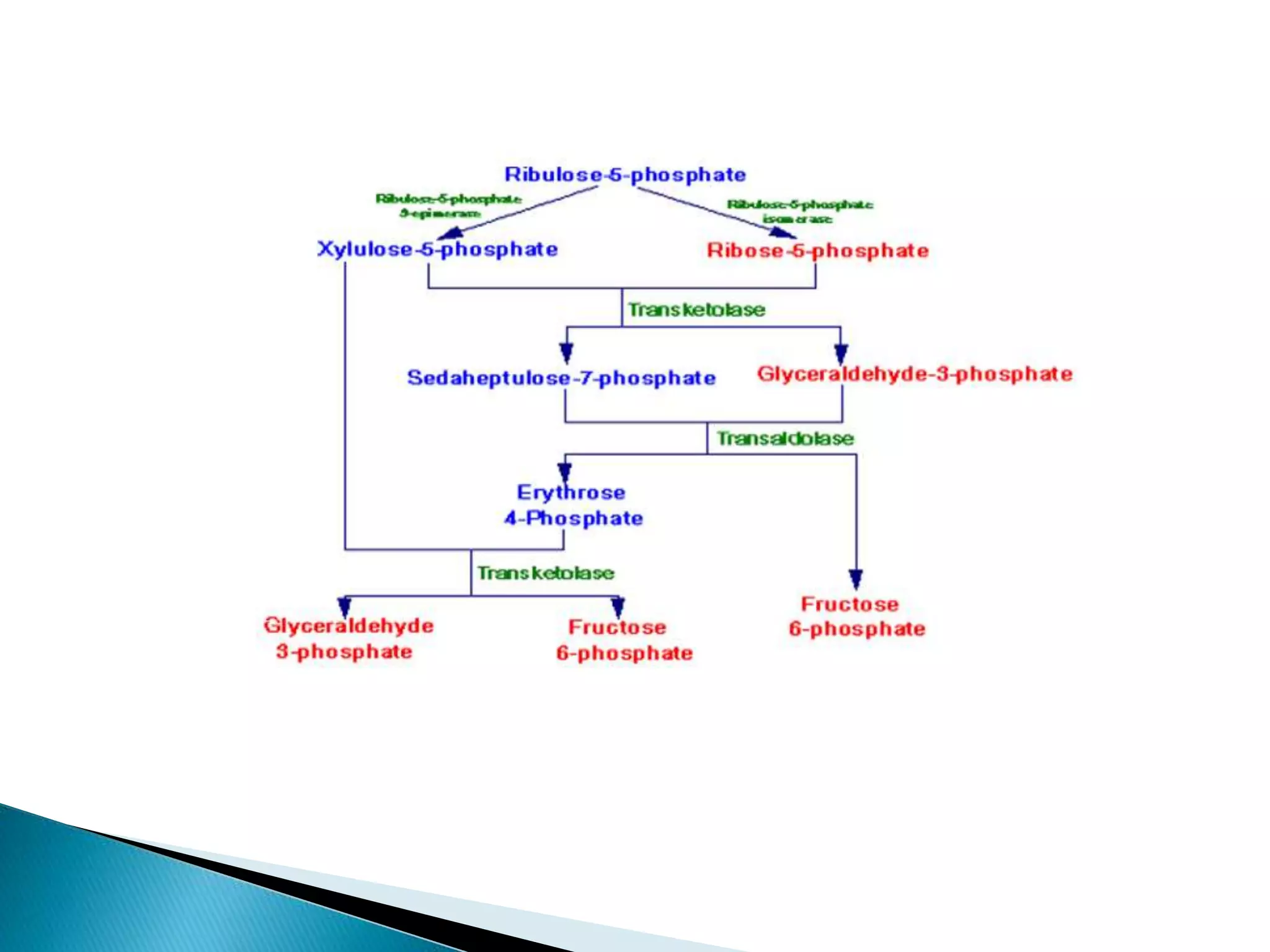 PENTOSE PHOSPHATE PATHWAY | PPTX