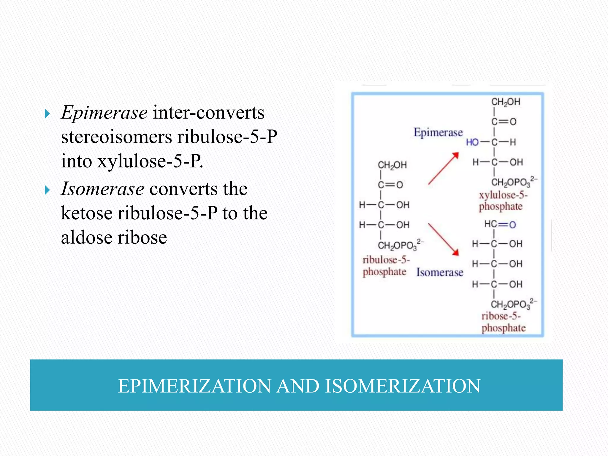 PENTOSE PHOSPHATE PATHWAY | PPTX