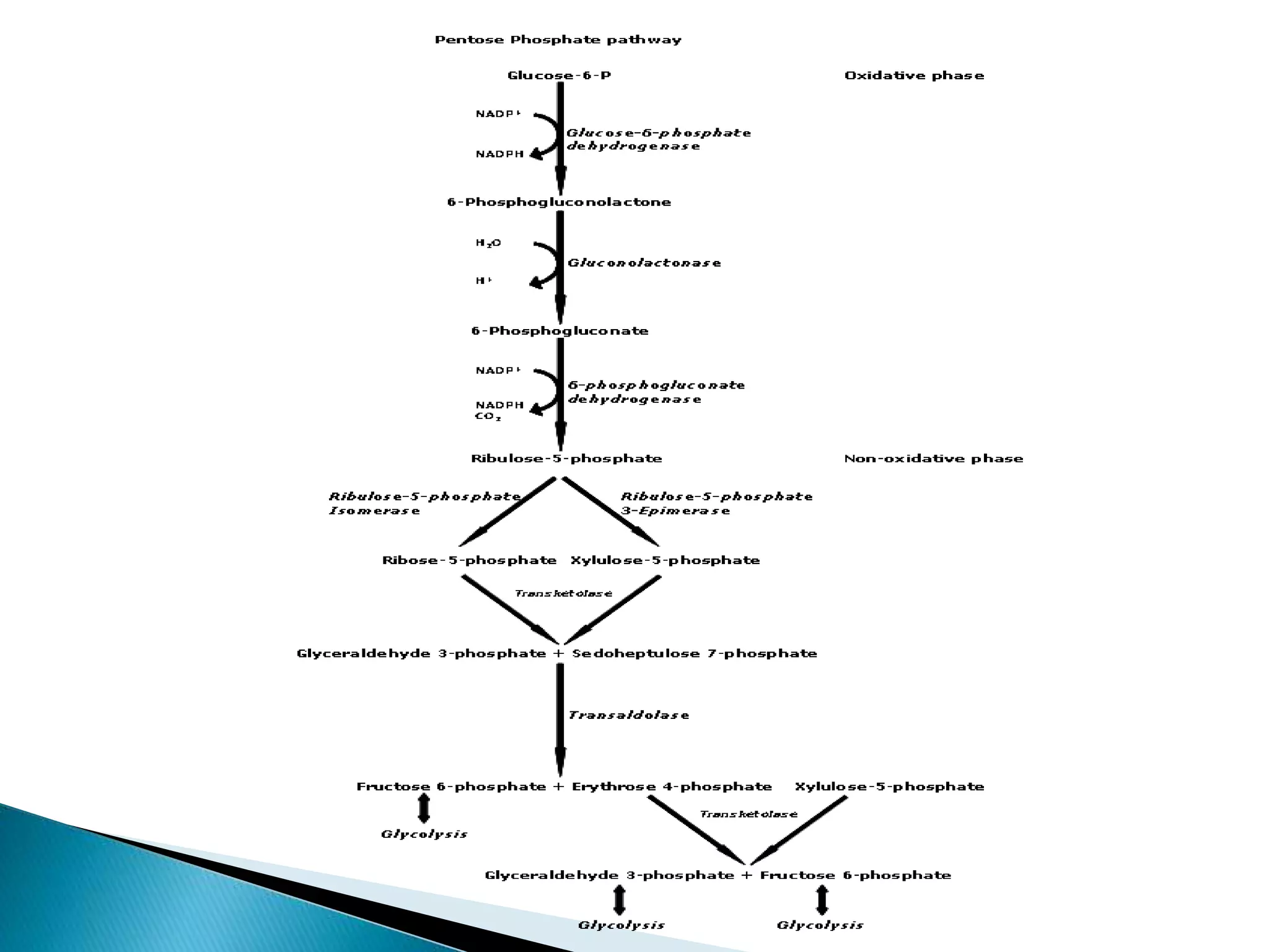 Pentose Phosphate Pathway Pptx
