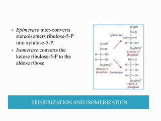 PENTOSE PHOSPHATE PATHWAY | PPTX