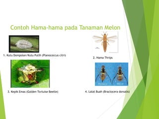 PP Pengendalian hama pada tanaman buah u | PPT