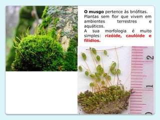 Plantas sem flor | PPTX
