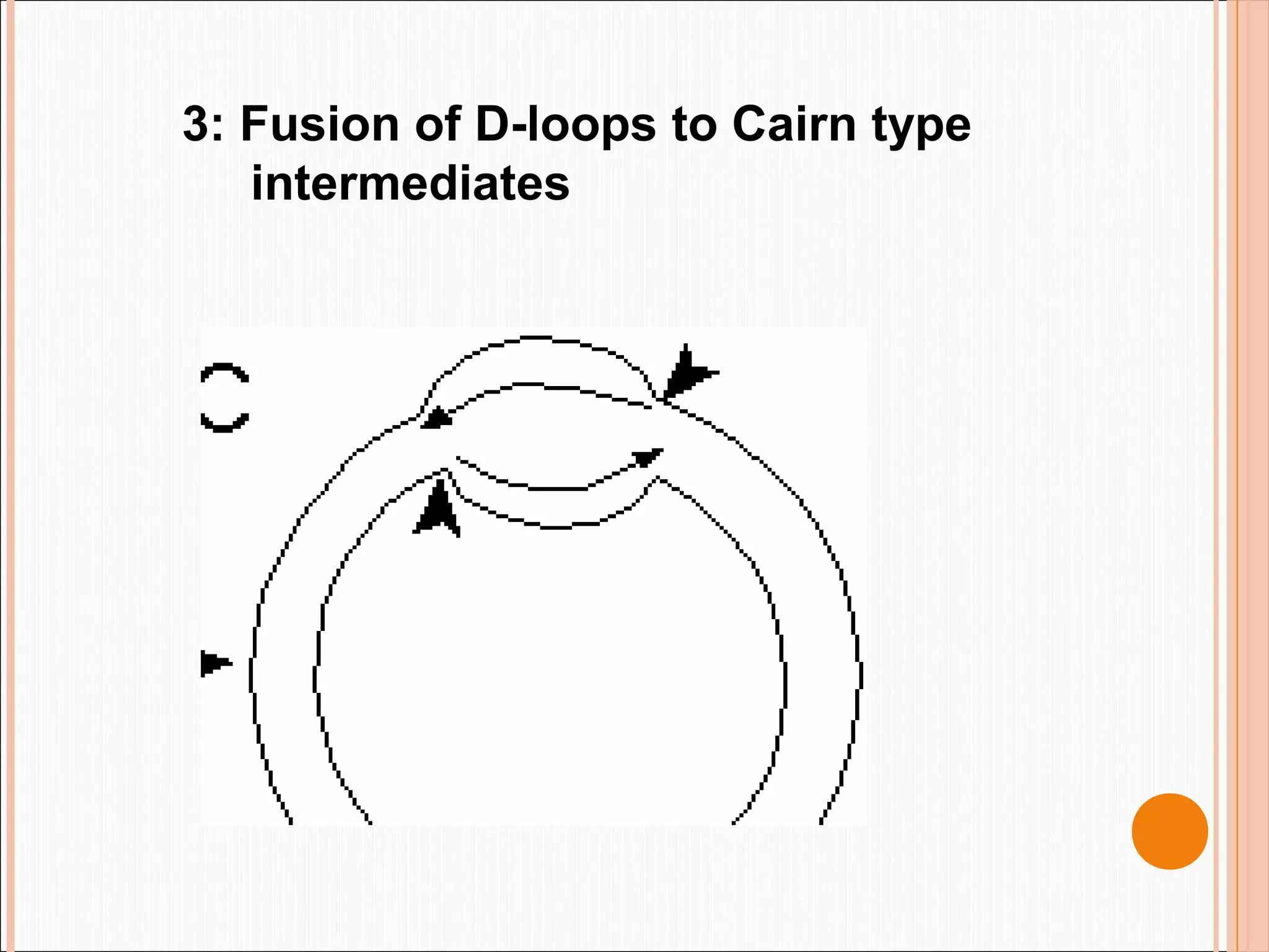 chloroplast DNA | PPT
