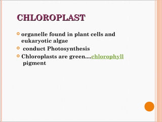 chloroplast DNA | PPT