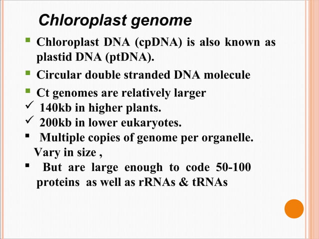 chloroplast DNA | PPT