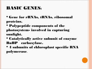 chloroplast DNA | PPT