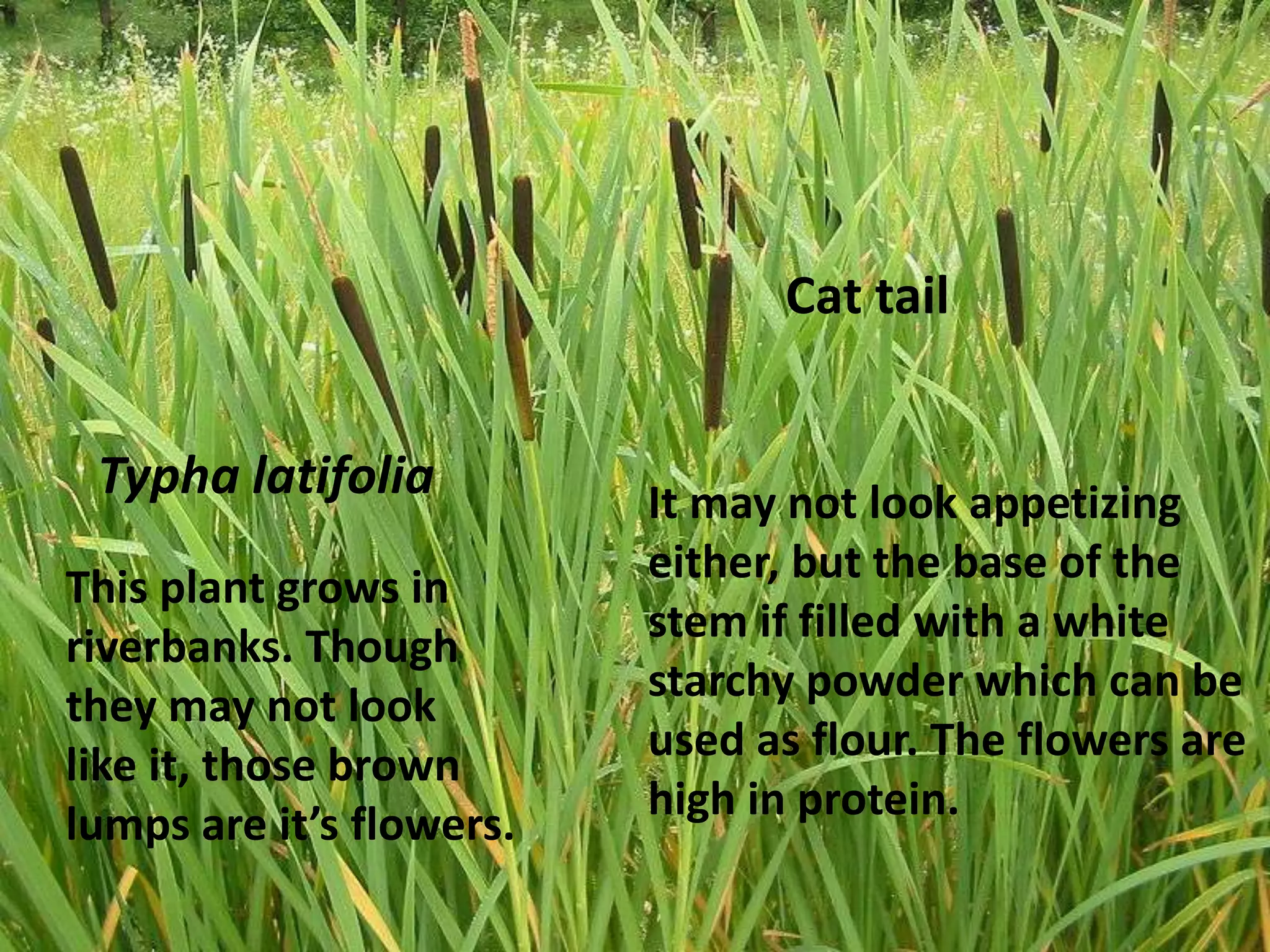 Plantae Example Organisms | PPTX
