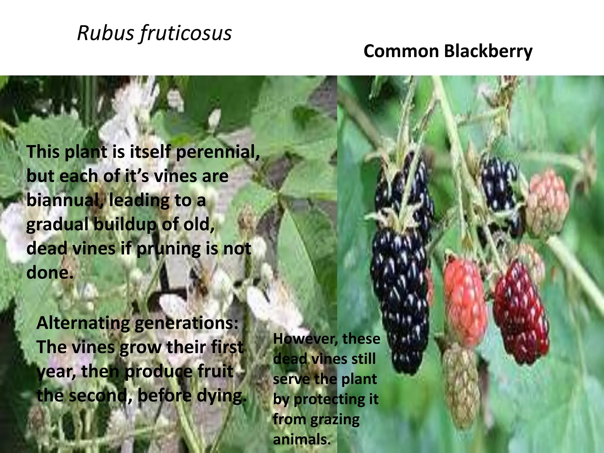 Plantae Example Organisms | PPTX