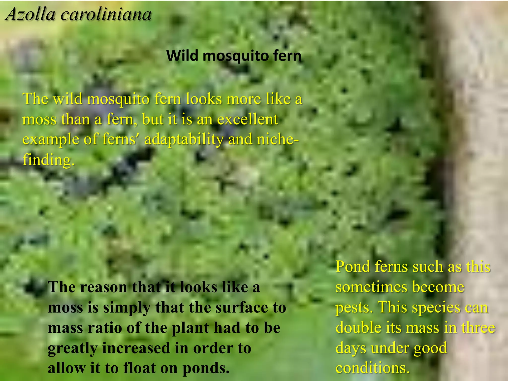 Plantae Example Organisms | PPTX