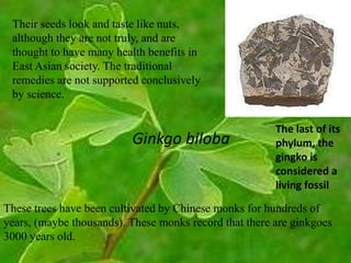 Plantae Example Organisms | PPT