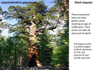 Plantae Example Organisms | PPTX