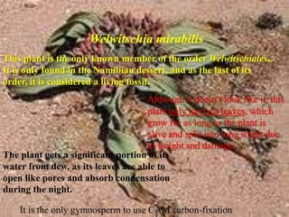 Plantae Example Organisms | PPTX