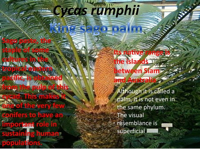 Plantae Example Organisms | PPT