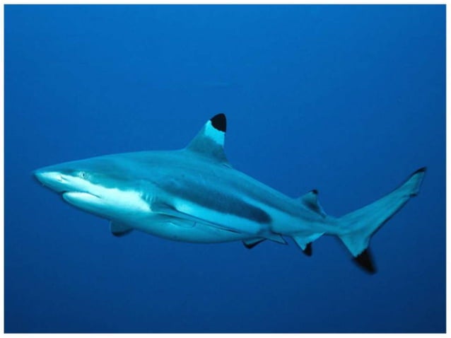 shark wow | PPTX