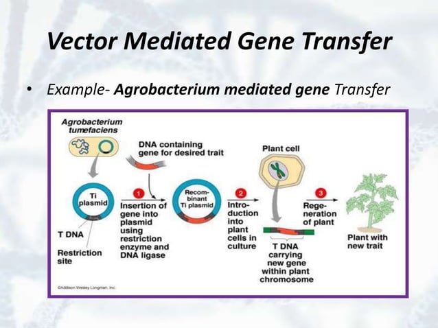 Transgenics in crop improvement | PPTX
