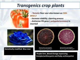 Transgenics in crop improvement | PPTX