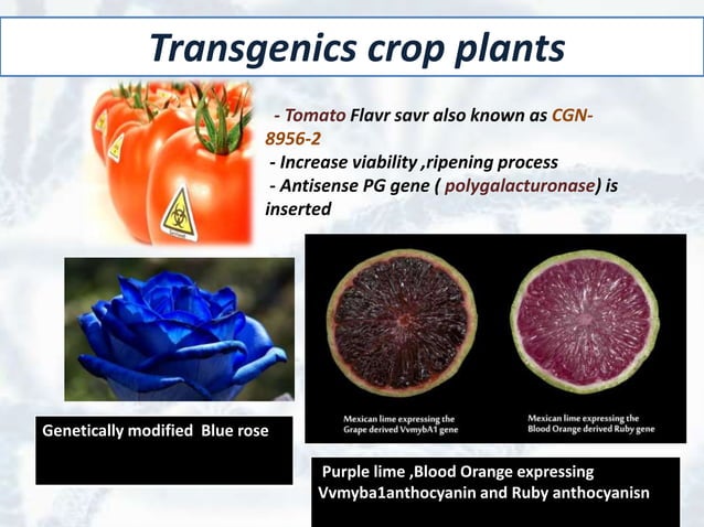 Transgenics in crop improvement | PPTX
