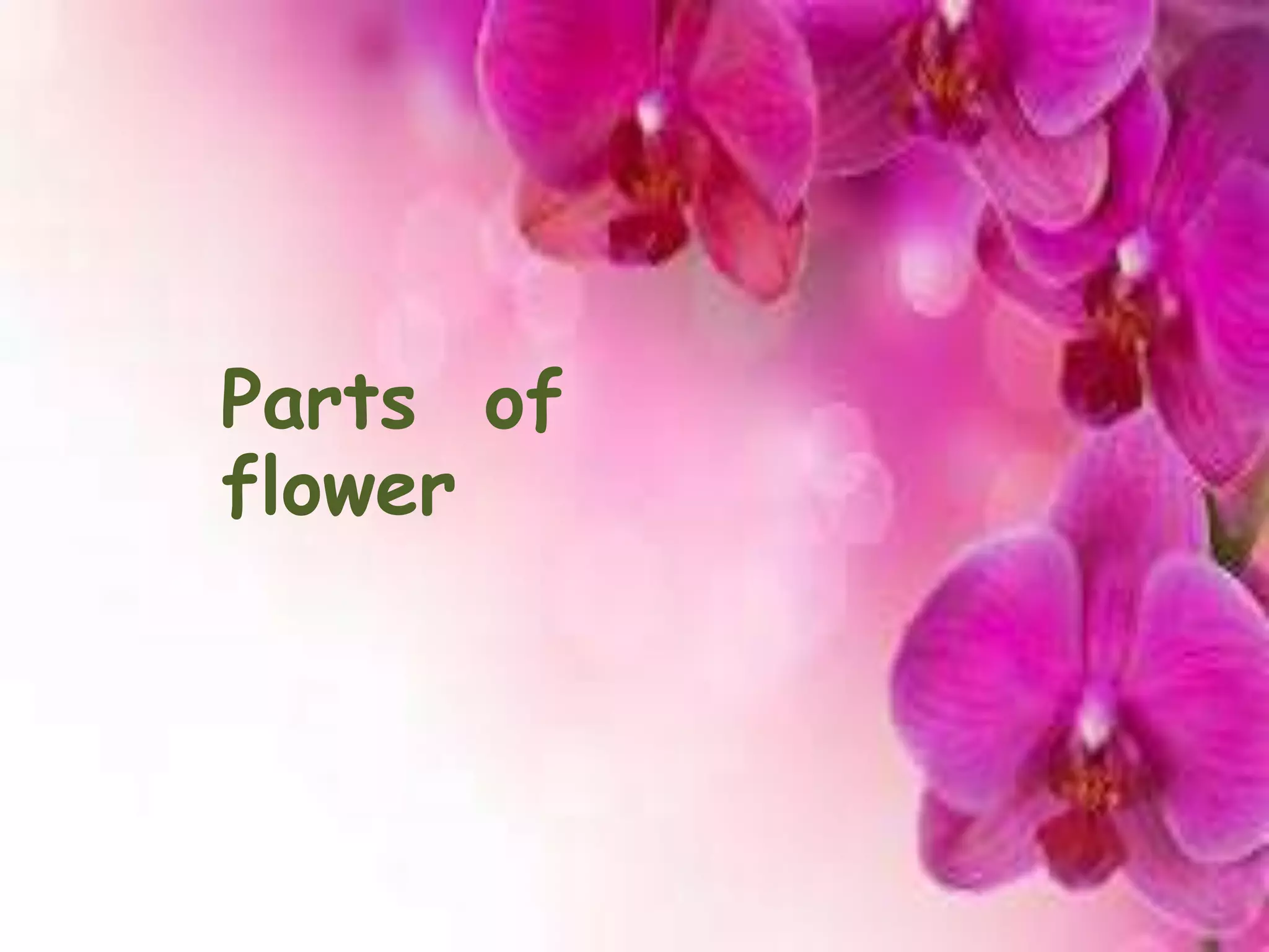 Parts of flower | PPTX