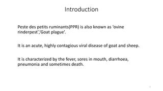 PPR (Peste des Petits Ruminants) | PPTX